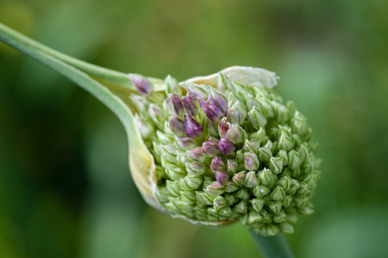 What to do with Garlic Scapes - A Life Well Planted